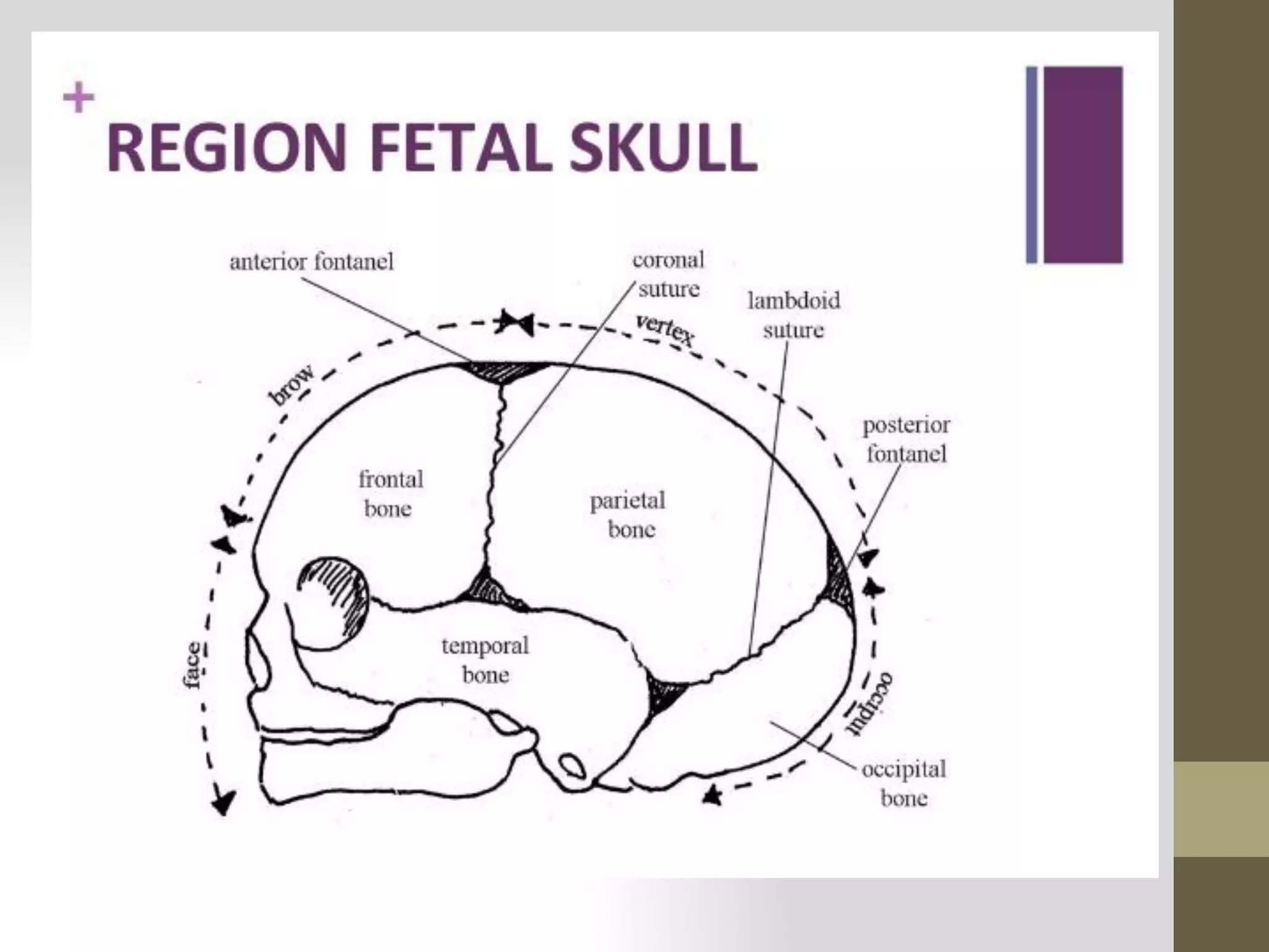 Fetal skull | PDF