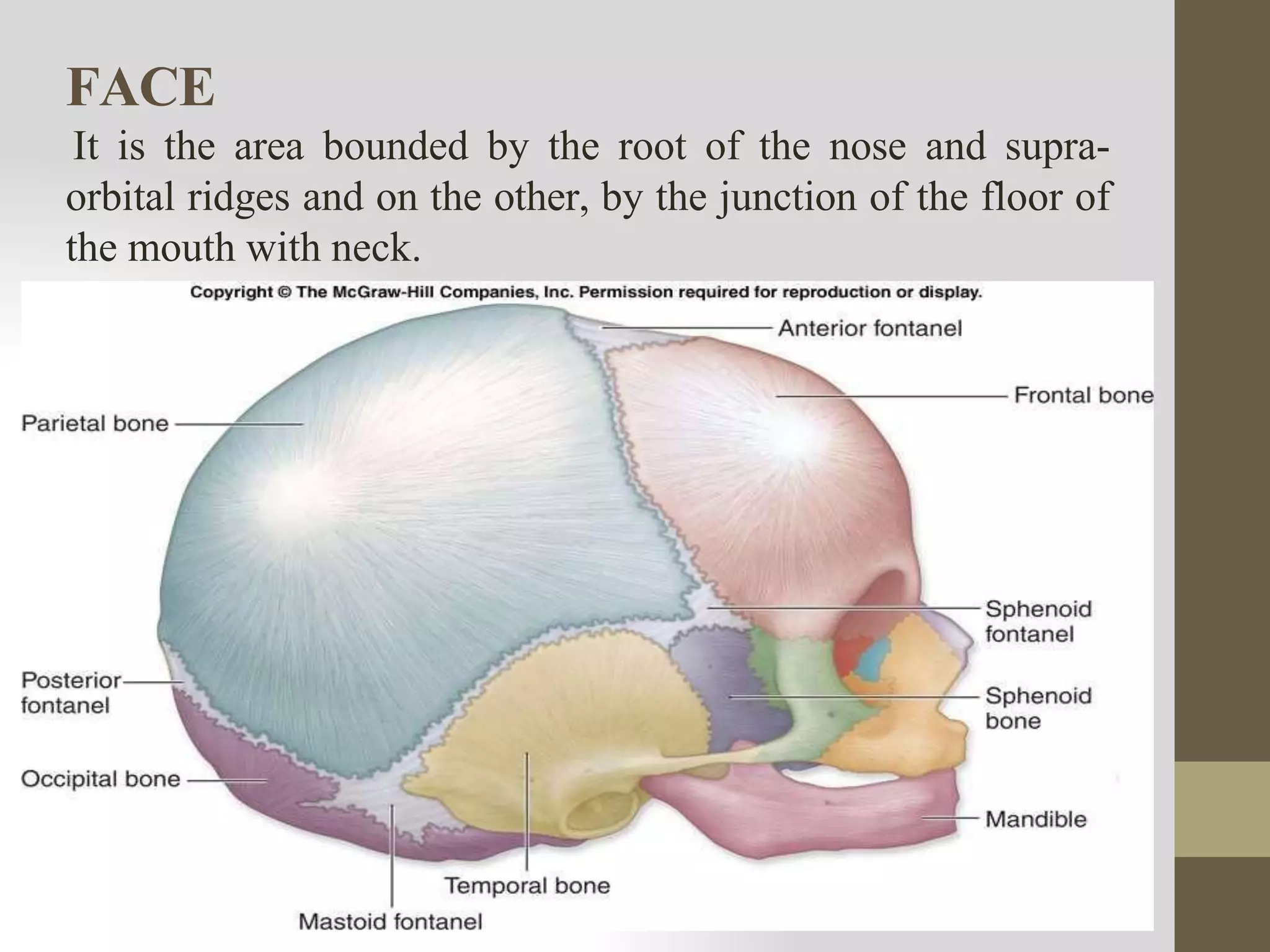 Fetal skull | PDF