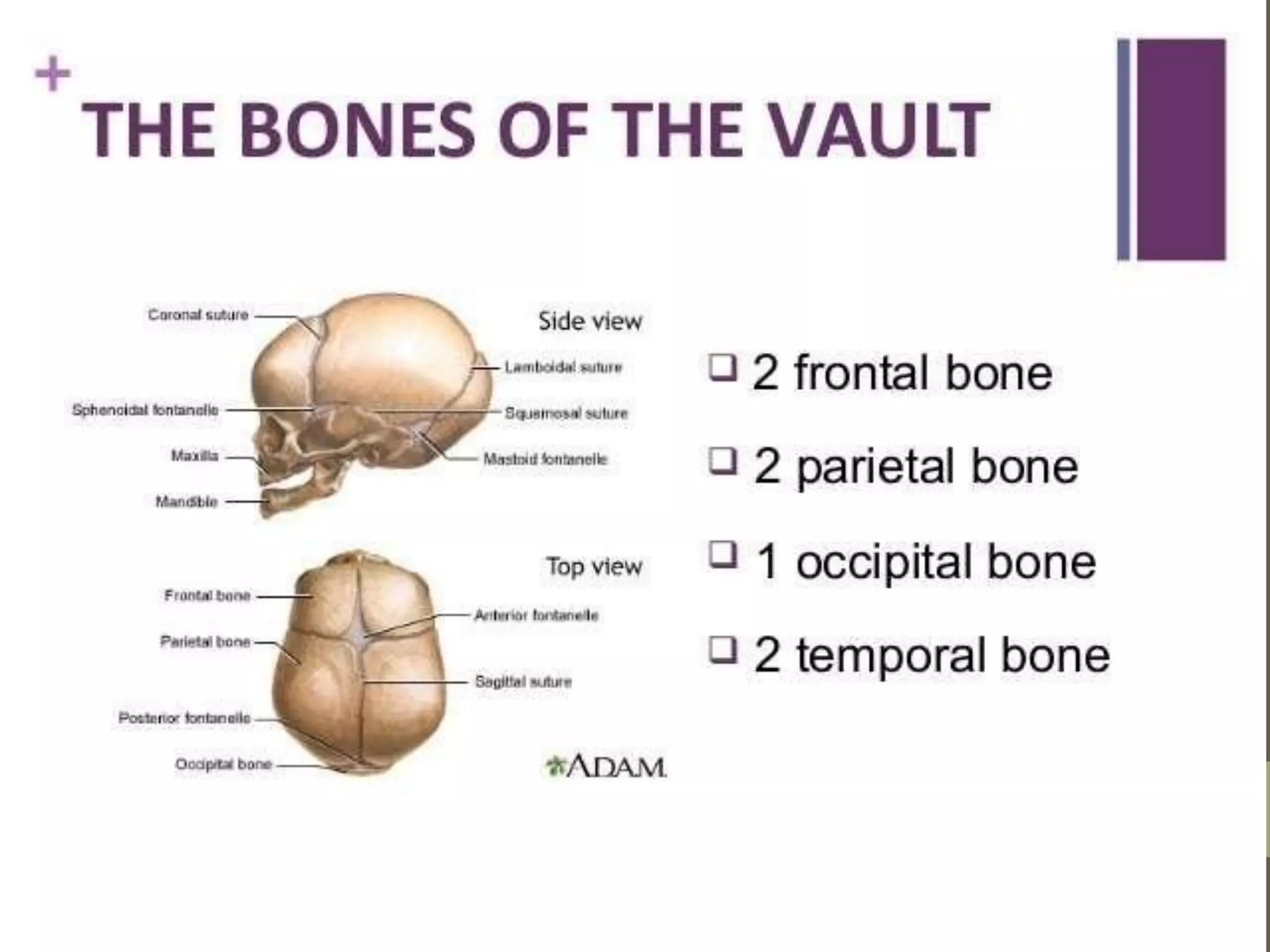 Fetal skull | PDF