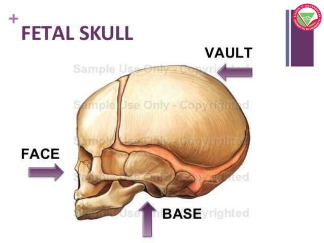Fetal skull | PPTX | Pregnancy | Reproductive Health