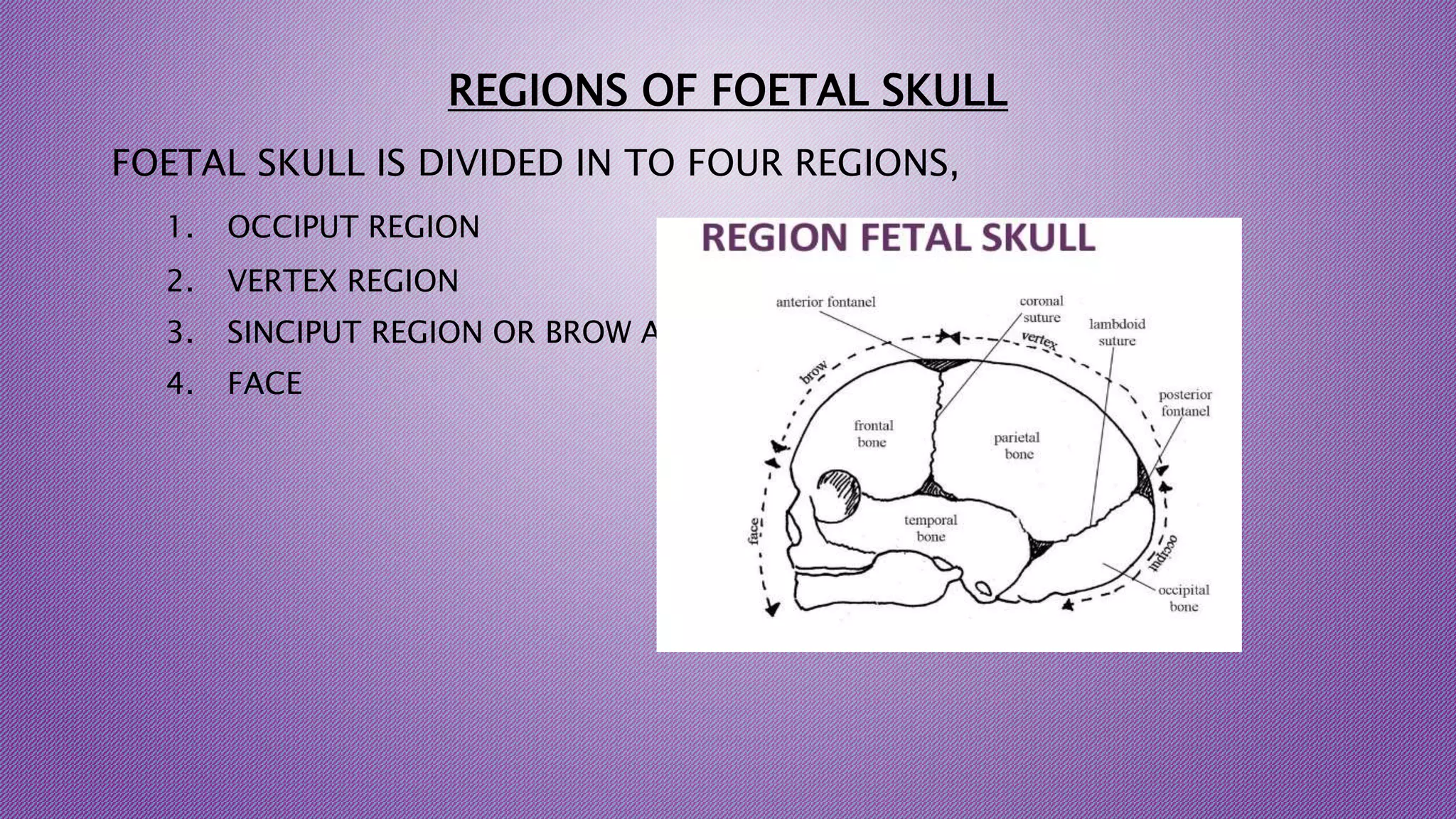 Fetal skull | PPTX