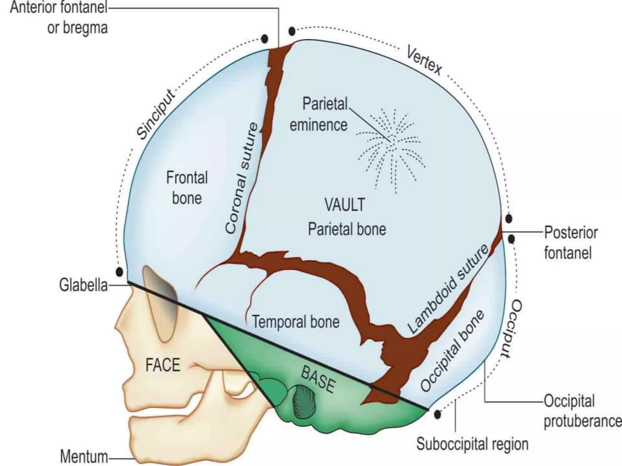FETAL SKULL.pptx