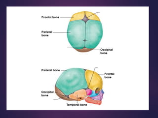 FETAL SKULL.pptx