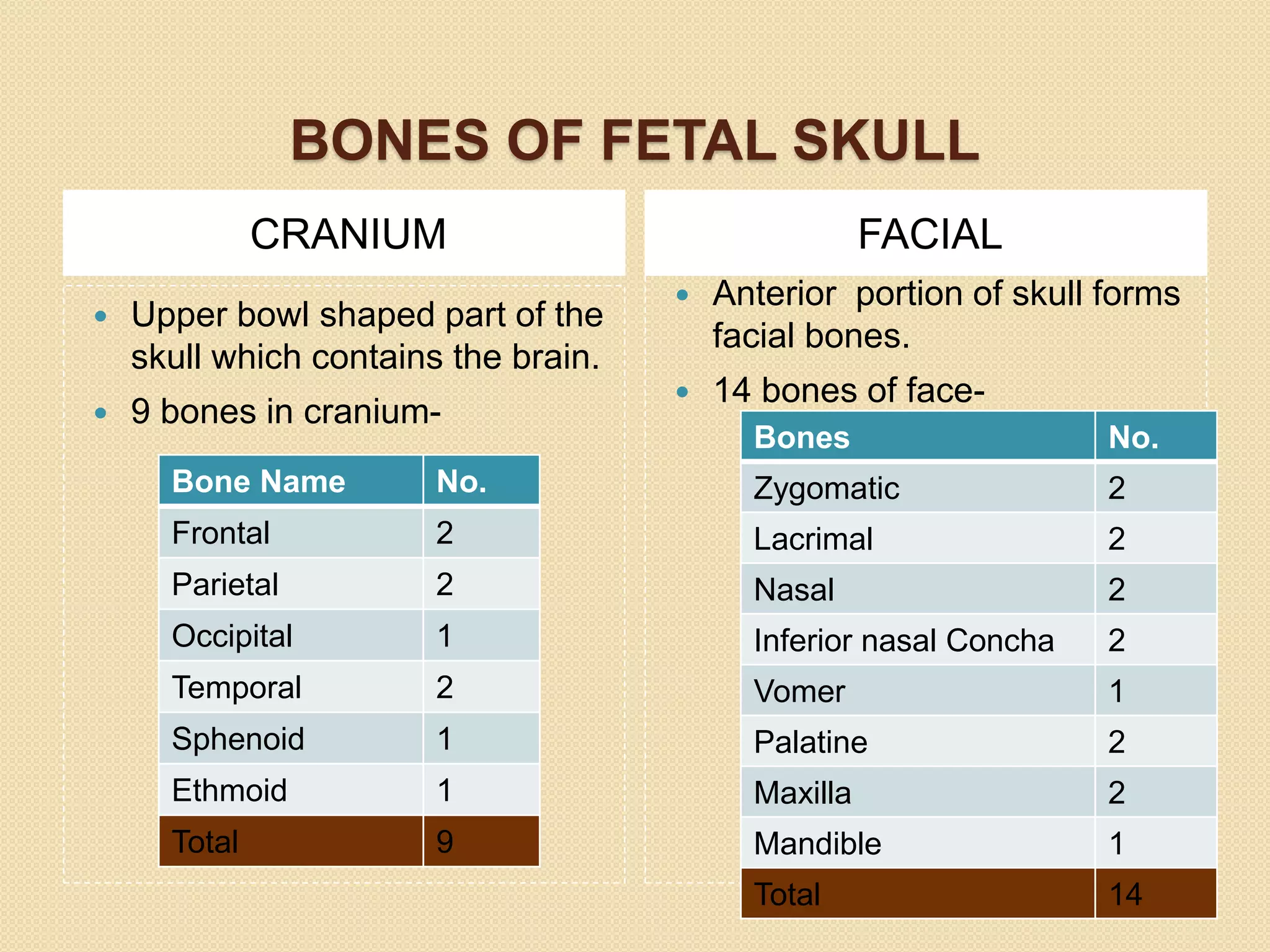 Fetal skull.pptx