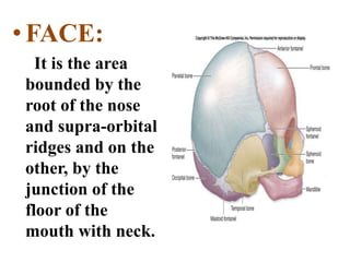 fetal skull.pptx