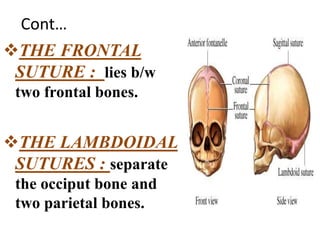 fetal skull.pptx