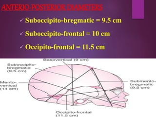 Fetal Skull obstetrics and gynecological | PPTX