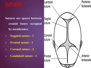 Fetal Skull obstetrics and gynecological | PPTX