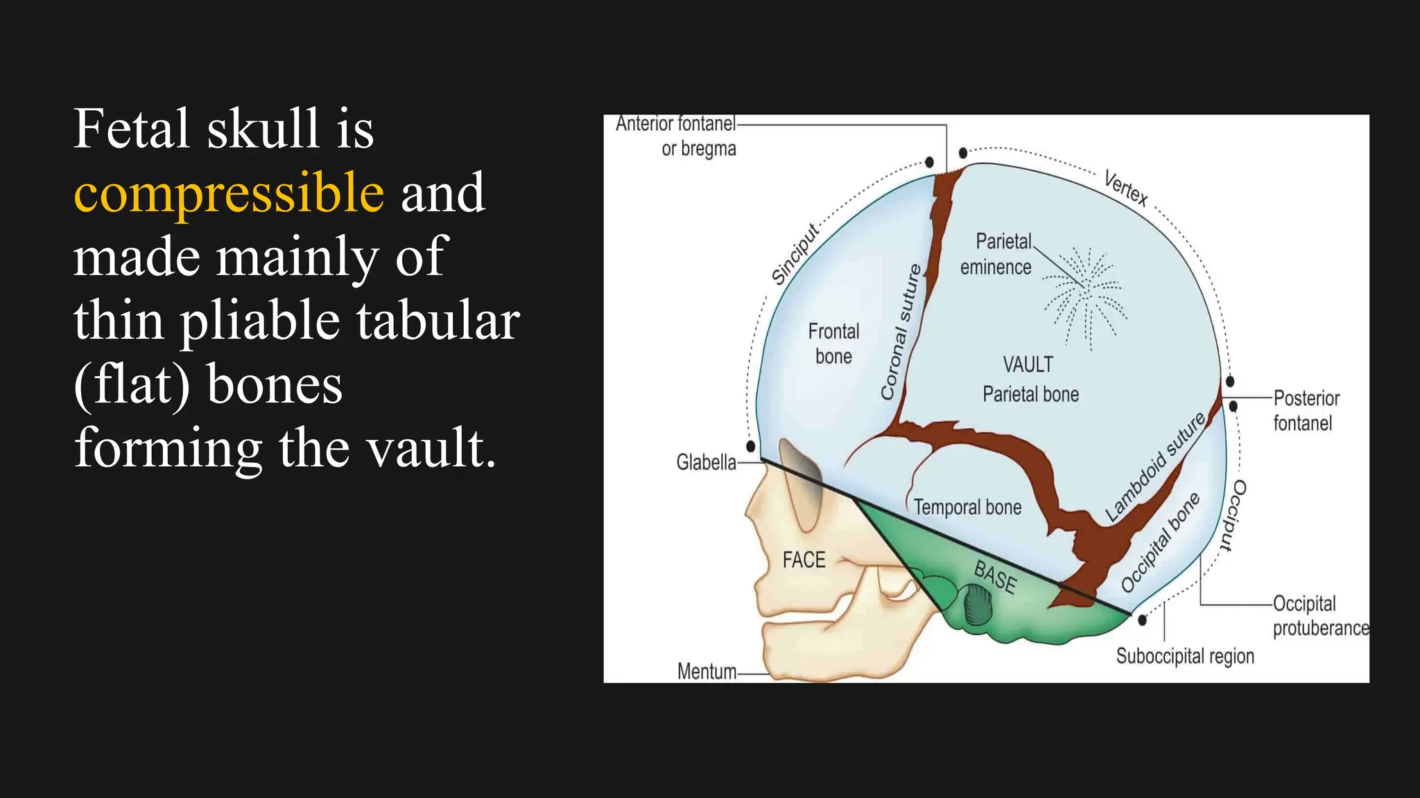 FETAL SKULL pptx by Rashmi Goswami (OBG) | PPTX