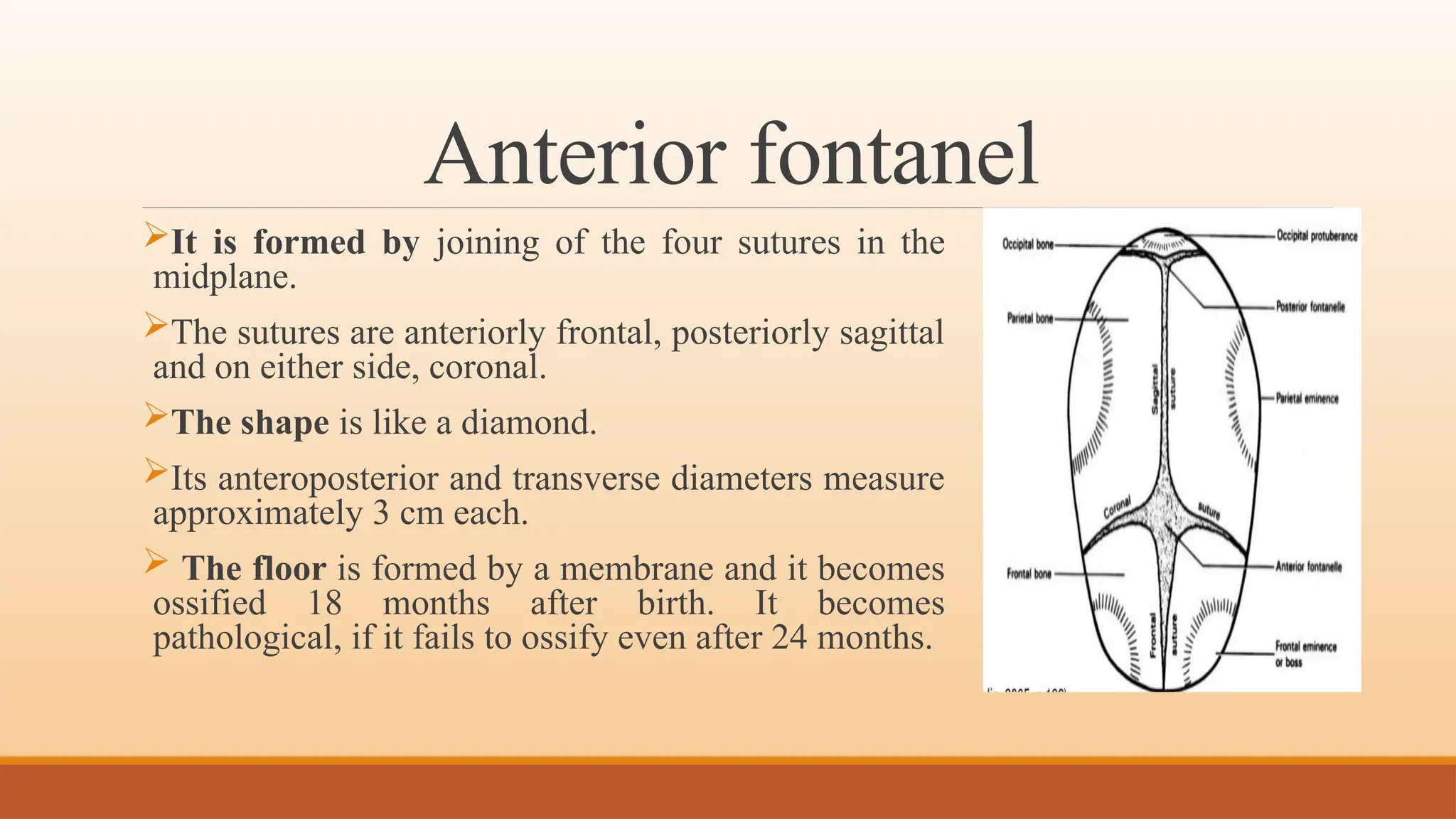 P.Fetal skull. Introduction,Region and landmark of fetal skull,bone in ...