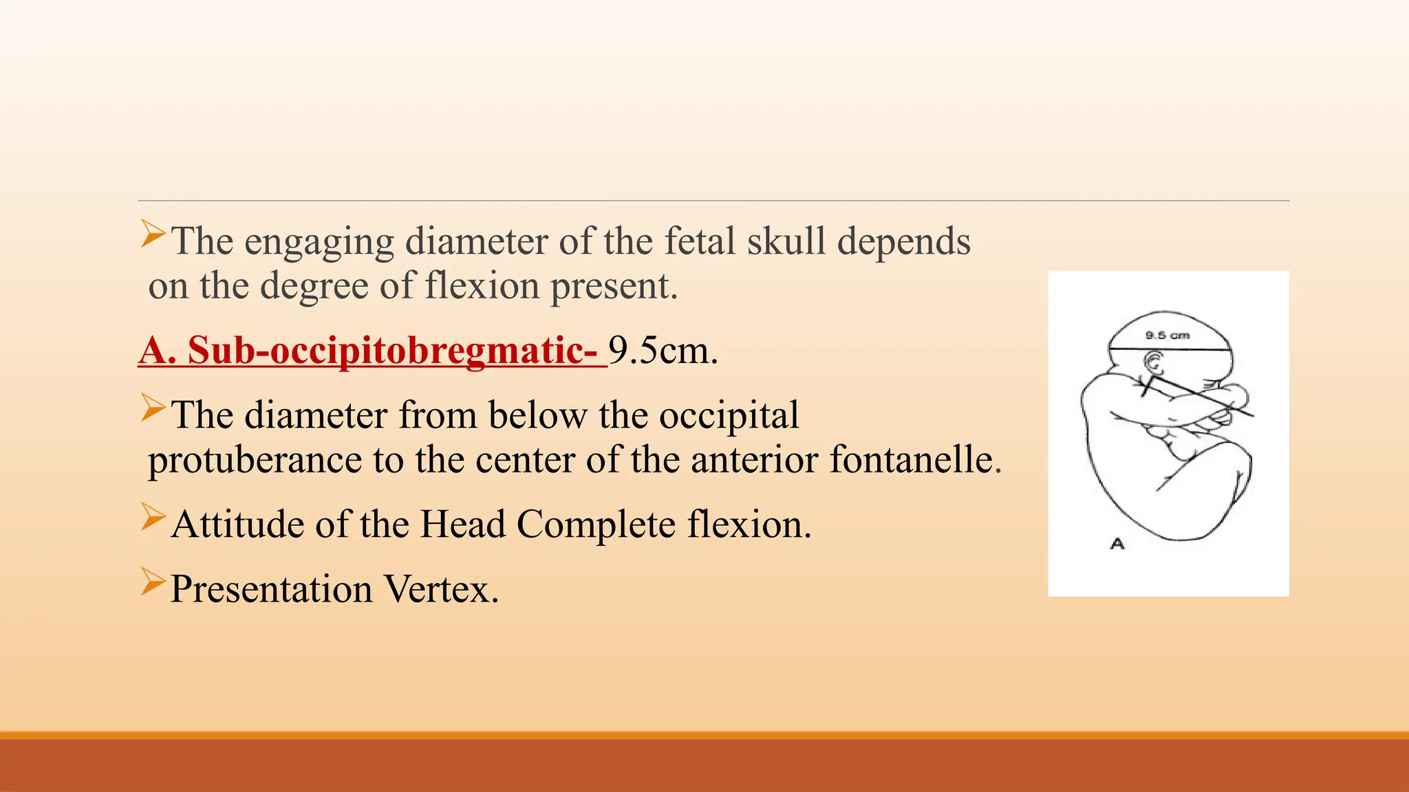 P.Fetal skull. Introduction,Region and landmark of fetal skull,bone in ...