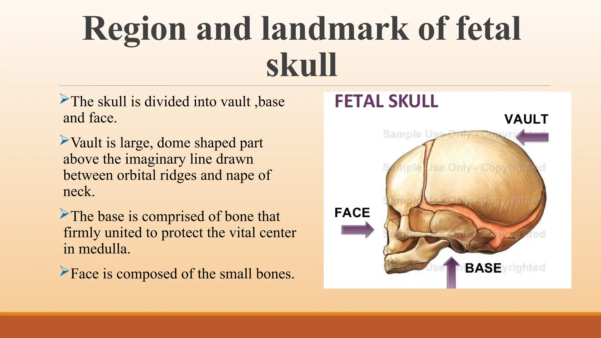 P.Fetal skull. Introduction,Region and landmark of fetal skull,bone in fetal skull,Surure and ...