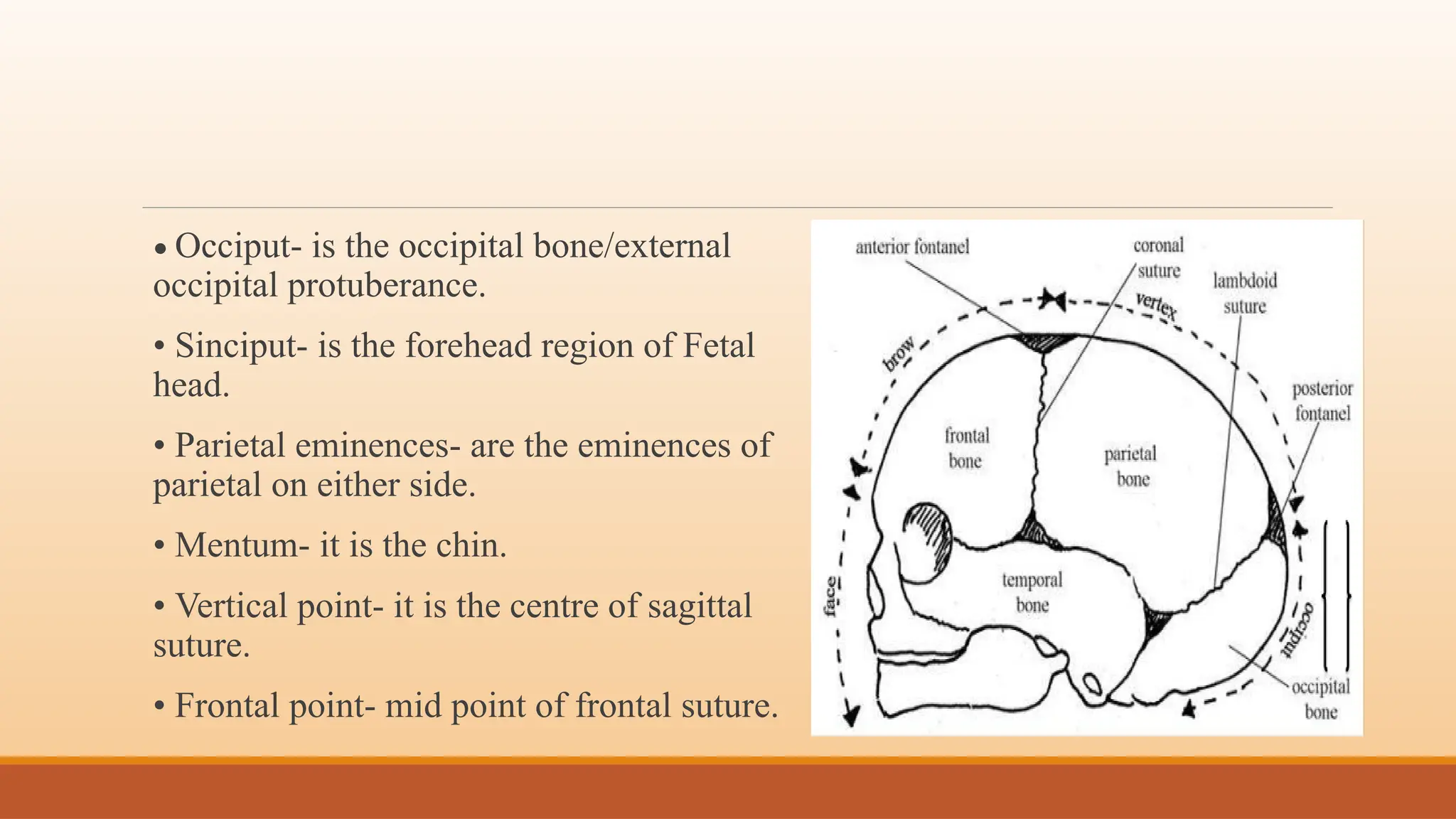 P.Fetal skull. Introduction,Region and landmark of fetal skull,bone in fetal skull,Surure and ...