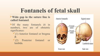 P.Fetal skull. Introduction,Region and landmark of fetal skull,bone in ...