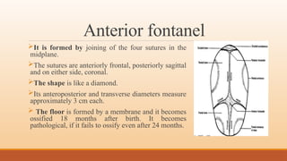 P.Fetal skull. Introduction,Region and landmark of fetal skull,bone in ...