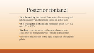 P.Fetal skull. Introduction,Region and landmark of fetal skull,bone in ...