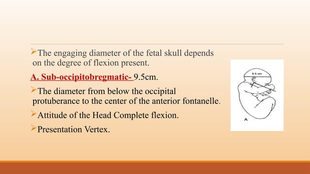 P.Fetal skull. Introduction,Region and landmark of fetal skull,bone in ...
