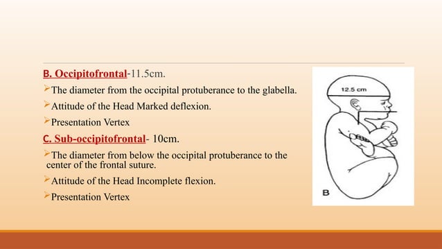 P.Fetal skull. Introduction,Region and landmark of fetal skull,bone in ...