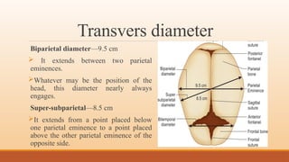 P.Fetal skull. Introduction,Region and landmark of fetal skull,bone in fetal skull,Surure and ...