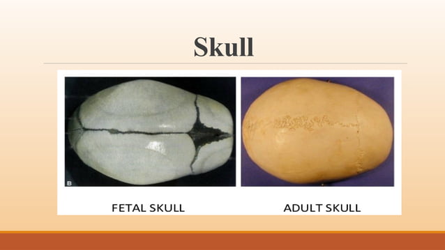 P.Fetal skull. Introduction,Region and landmark of fetal skull,bone in ...
