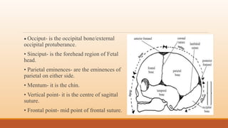 P.Fetal skull. Introduction,Region and landmark of fetal skull,bone in ...