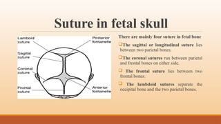 P.Fetal skull. Introduction,Region and landmark of fetal skull,bone in ...