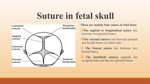 P.Fetal skull. Introduction,Region and landmark of fetal skull,bone in ...