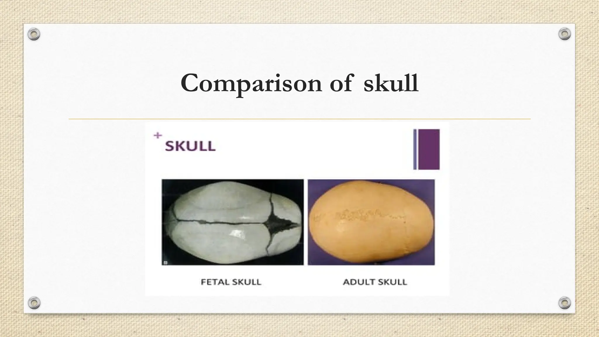 Fetal skull.pptx - for nursing students | PPTX