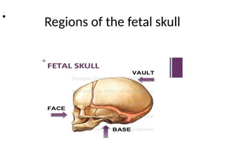 fetal skull....pptx notes on obstetrics nursing | PPTX