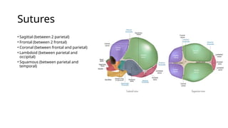 Fetal Skull and other fetal parameters.pptx