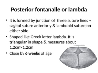 FETAL SKULL INCLUDING BONES AND DIAMETERS | PPTX