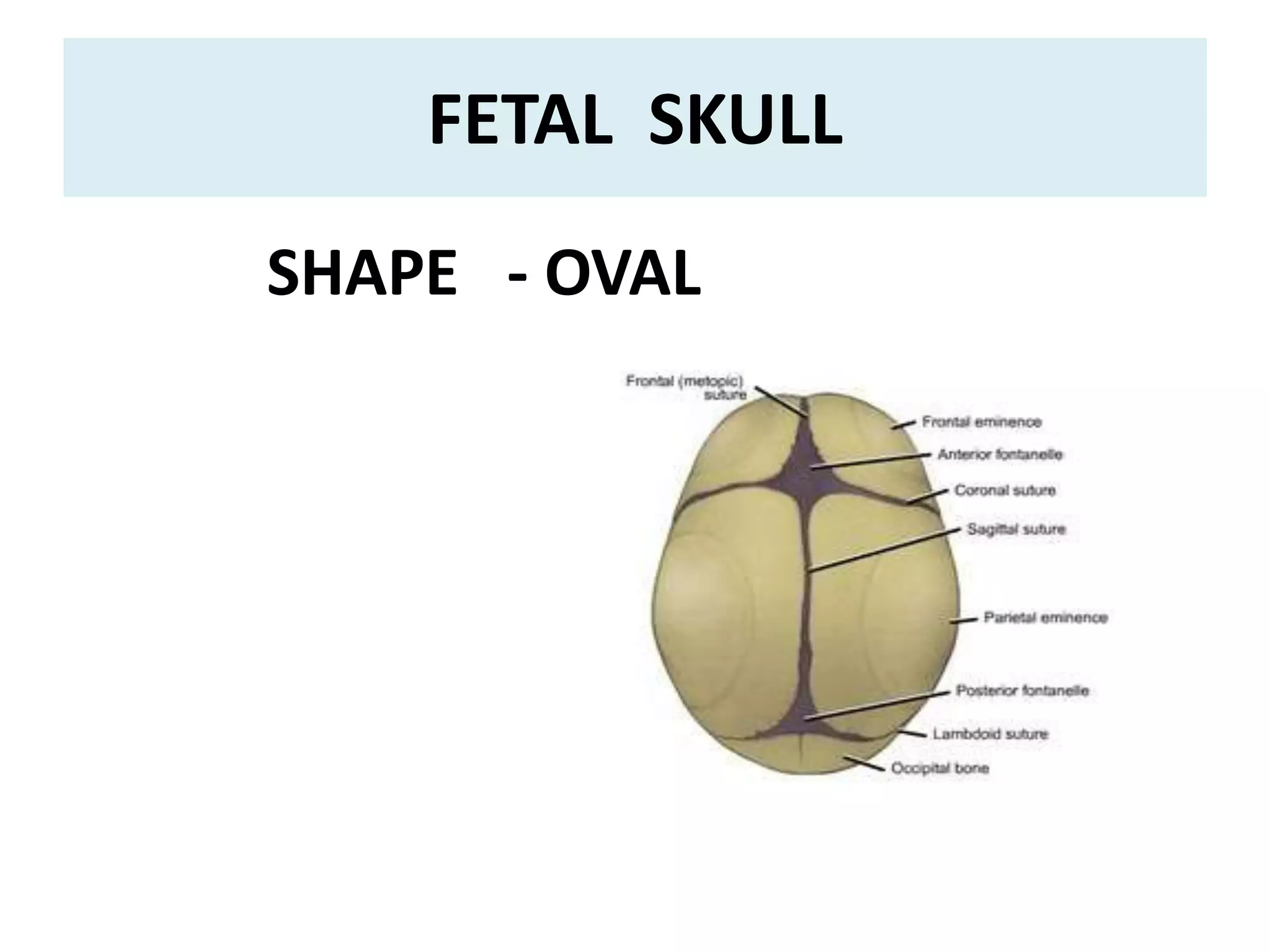 Microteaching on Fetal skull | PPTX