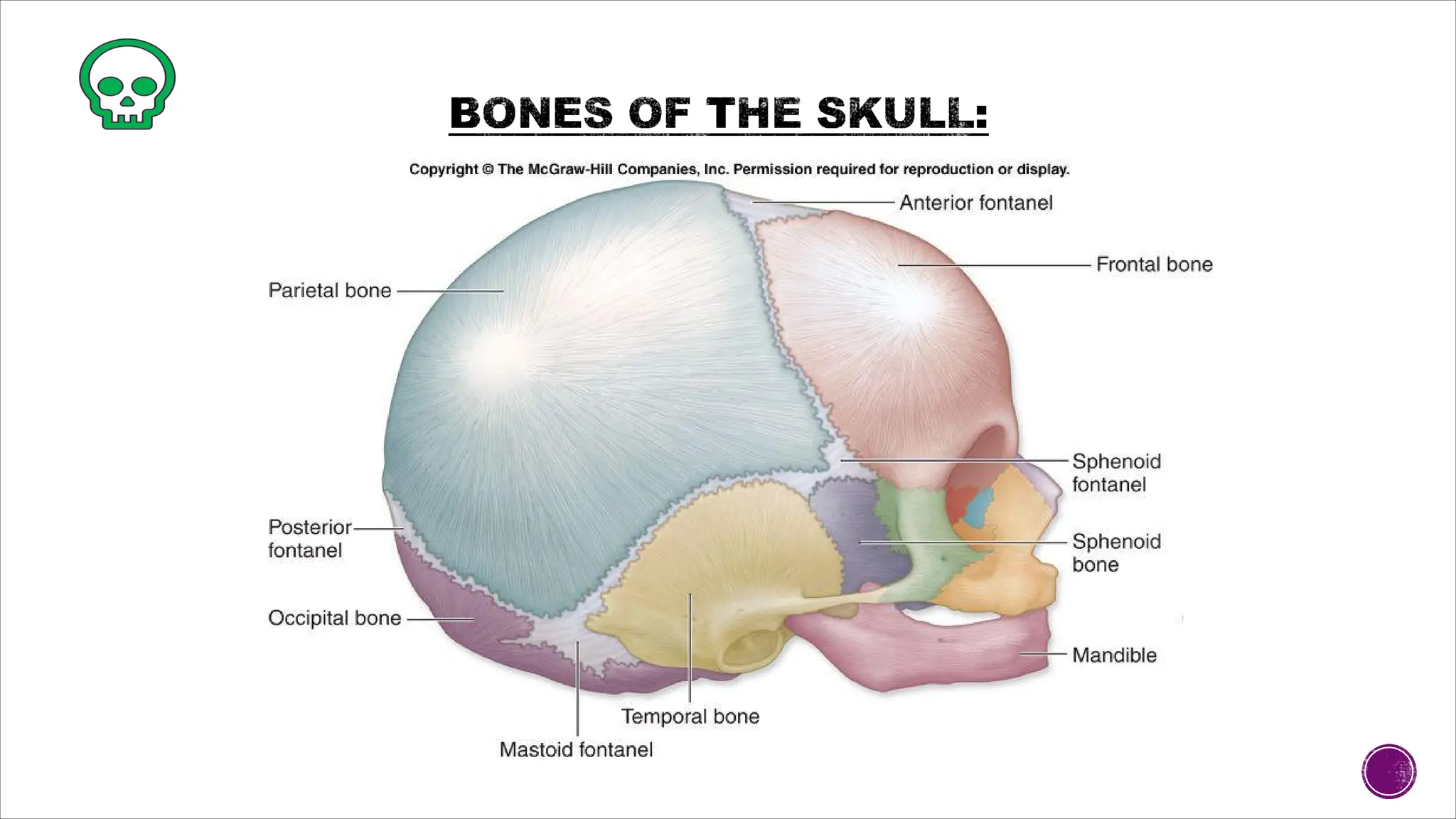 FETAL SKULL -LANDMARK,REGIONS,BONE,SUTURE,DIAMETER- OBG.pdf