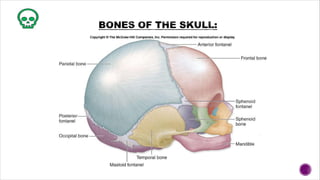 FETAL SKULL -LANDMARK,REGIONS,BONE,SUTURE,DIAMETER- OBG.pdf