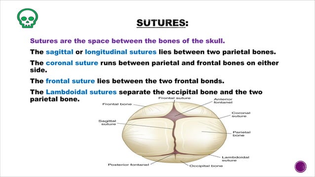 FETAL SKULL -LANDMARK,REGIONS,BONE,SUTURE,DIAMETER- OBG.pdf | Pregnancy ...