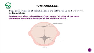 FETAL SKULL -LANDMARK,REGIONS,BONE,SUTURE,DIAMETER- OBG.pdf