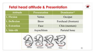Fetal skull warda | PPT
