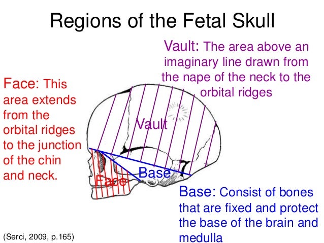Fetal Skull fetal-skull