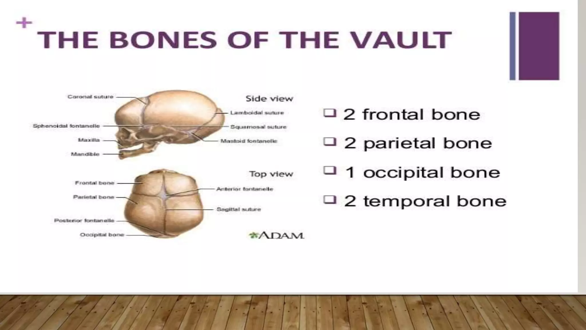 FETAL SKULL ANATOMY.pptx