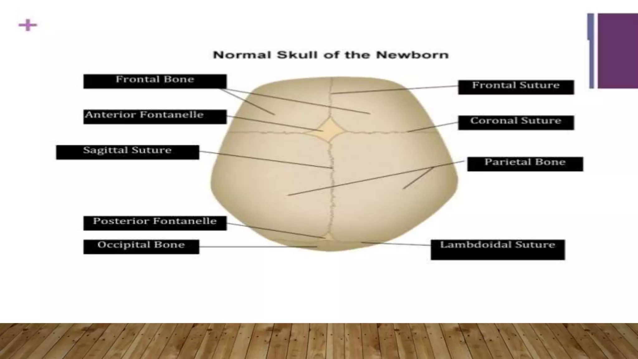 FETAL SKULL ANATOMY.pptx