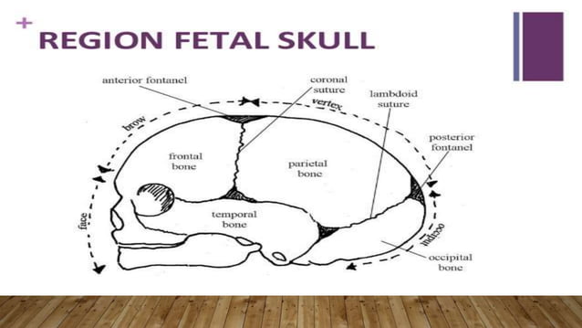 FETAL SKULL ANATOMY.pptx