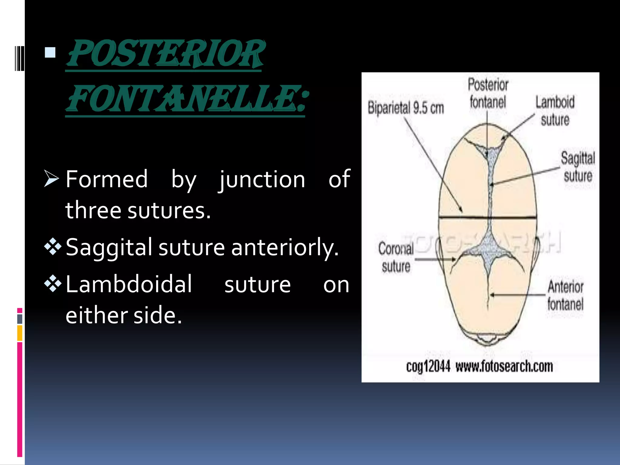 Fetal skull and fetal circulation | PPTX