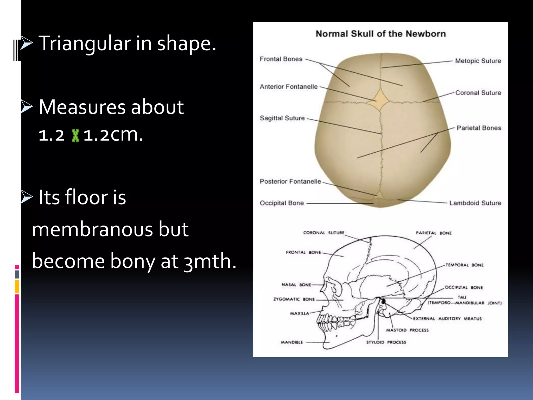 Fetal skull and fetal circulation | PPTX