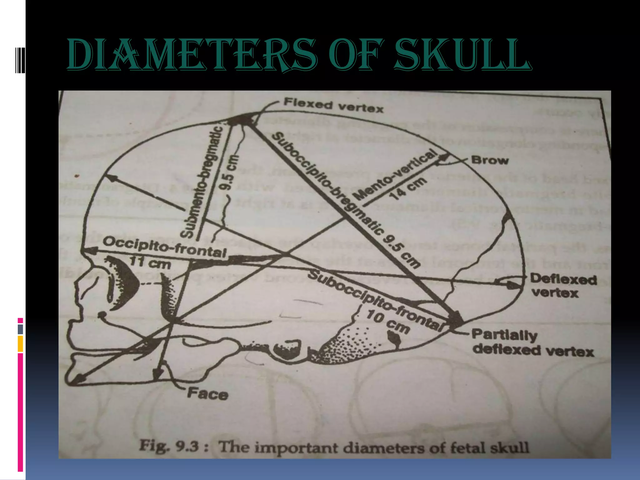 Fetal skull and fetal circulation | PPTX
