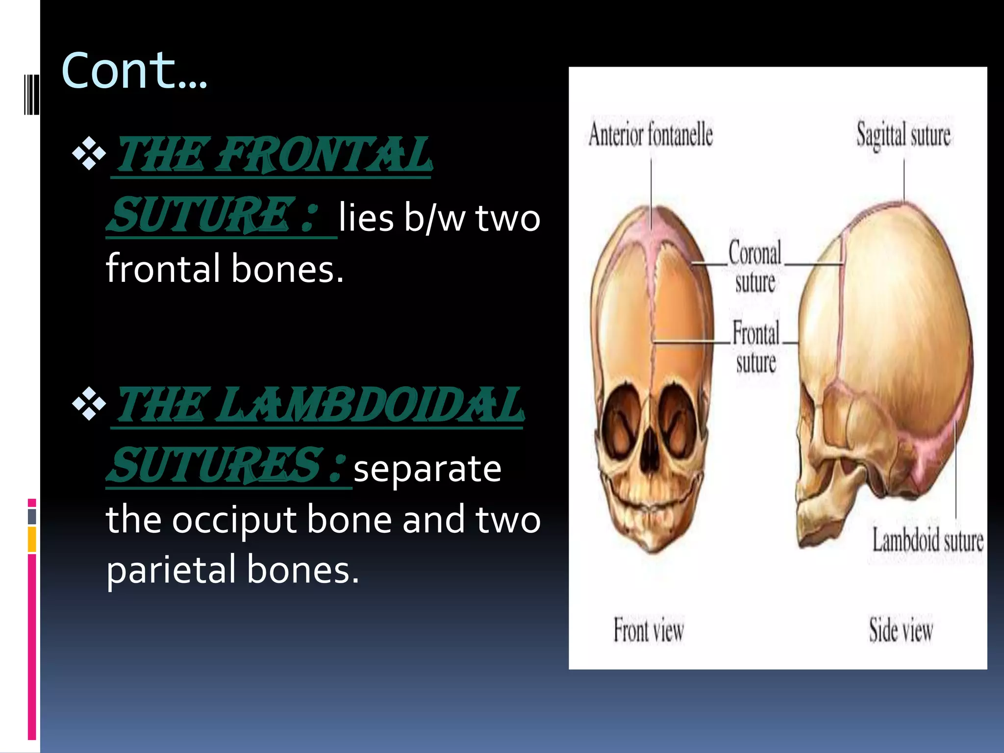 Fetal skull and fetal circulation | PPTX
