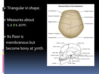 Fetal skull and fetal circulation | PPTX