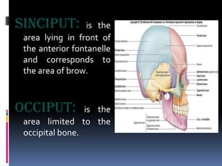 Fetal skull and fetal circulation | PPTX