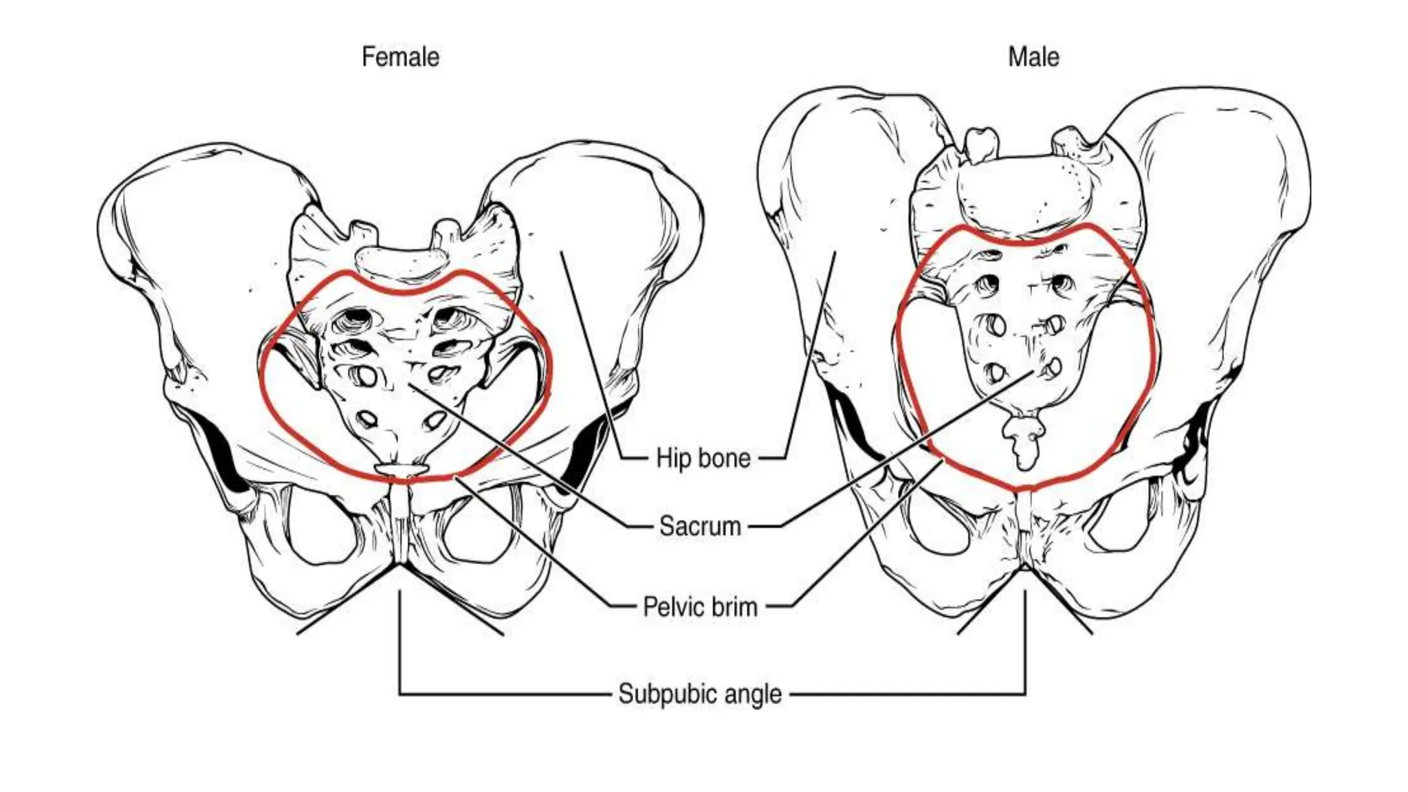 fetal skull and maternal pelvis diameters.pdf