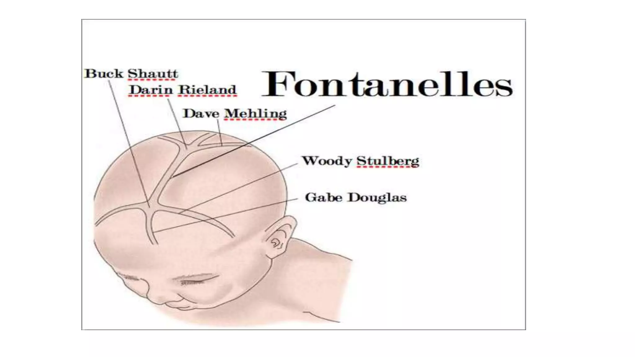 Fetal skull and maternal pelvis | PPTX