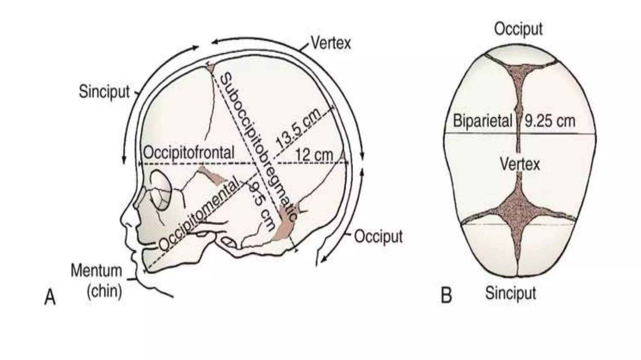 Fetal skull and maternal pelvis | PPTX